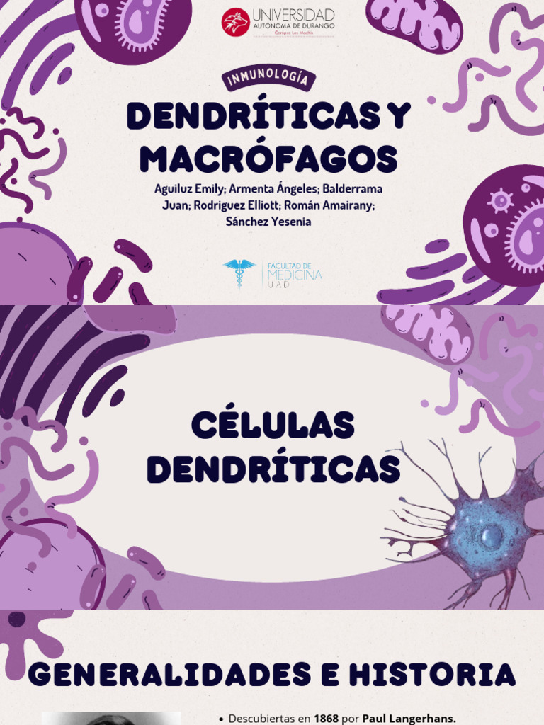 CELULAS DENDRITICAS Y MACROFAGOS | PDF | Célula dendrítica | Linfocitos