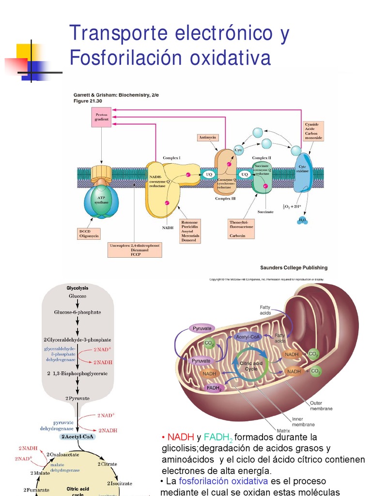 Cadena Electronic A y Fosforilacion Oxidativa | PDF | Cadena de transporte de electrones ...