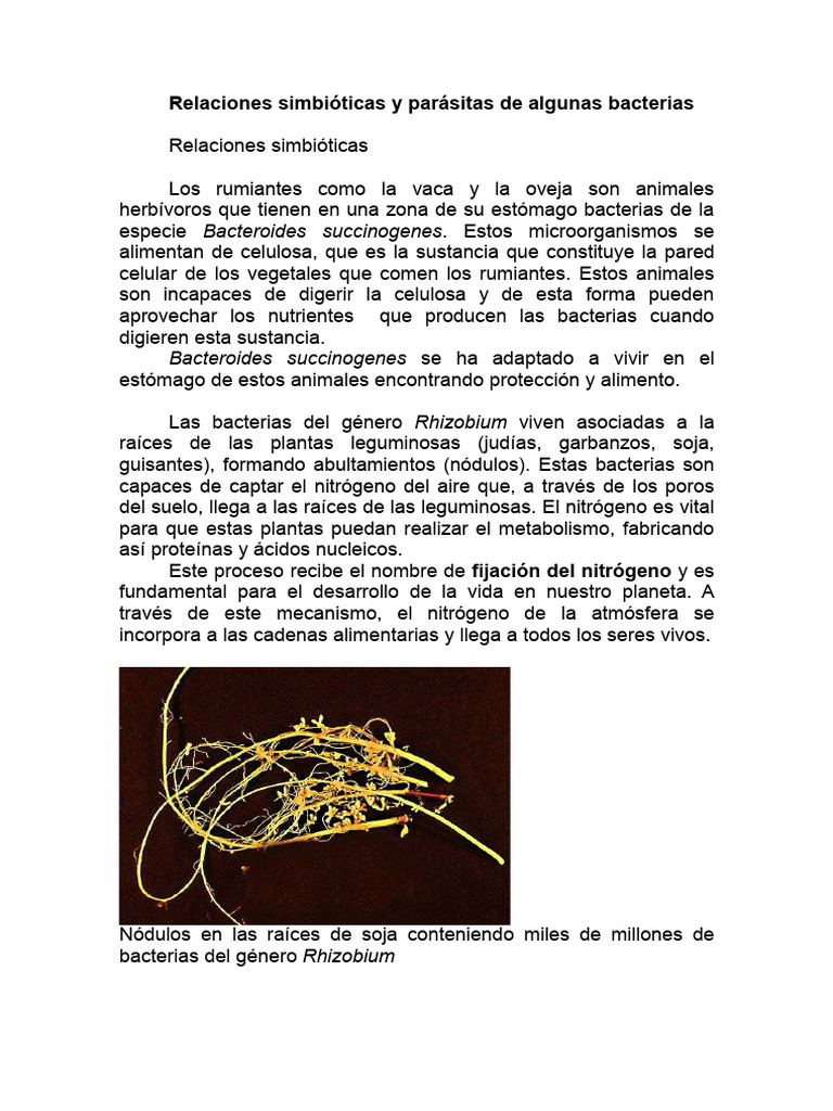 downacademia.com_relaciones-simbioticas | PDF | Tuberculosis | Las ...