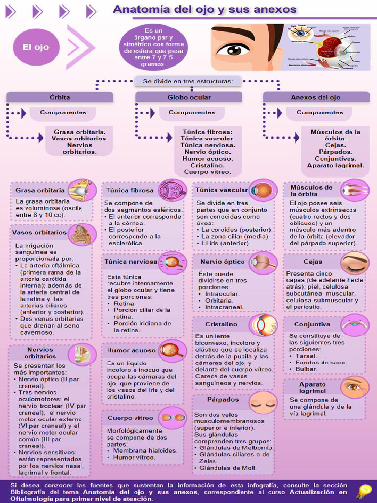 ANATOMIA DE OJO Y ANEXOS | PDF