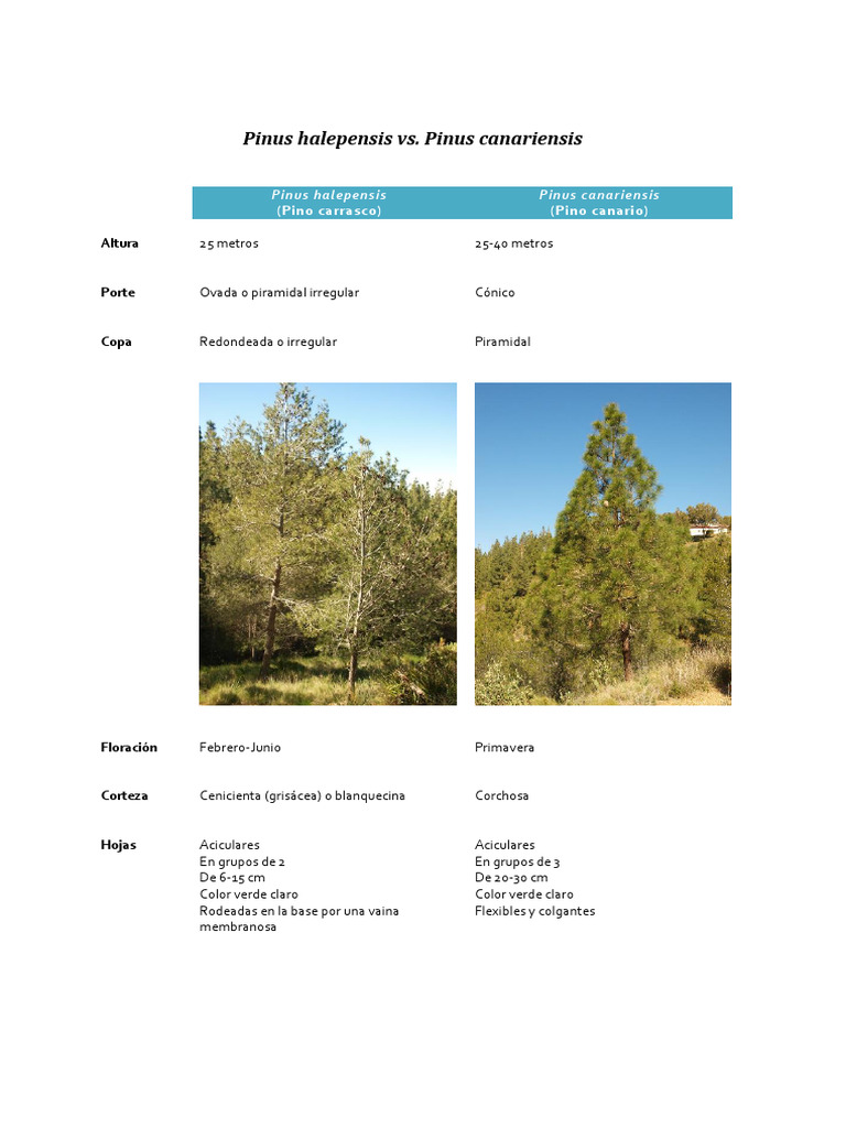 Comparativa: Pinus halepensis y Pinus canariensis | PDF | Arboles