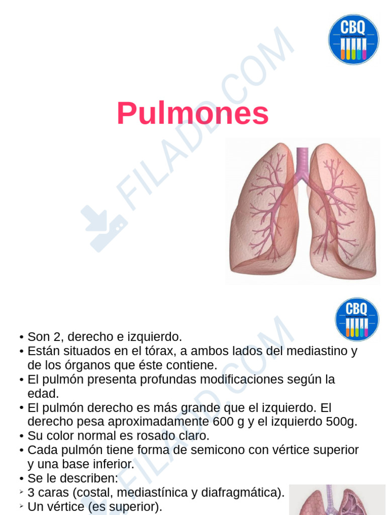 Pulmones | PDF | Pulmón | Sistema circulatorio
