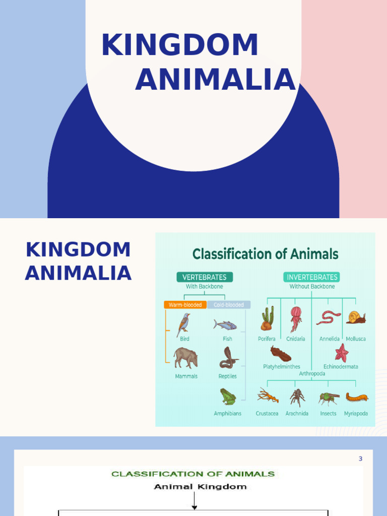 Kingdom-Animalia | PDF | Sponge | Nematode