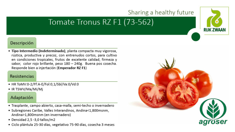 Tomate Tronus RZ F1: Resistente y Productivo | PDF