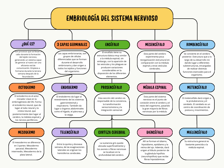 Grafico Mapa Conceptual Embriologia | PDF | Cerebro | Sistema nervioso