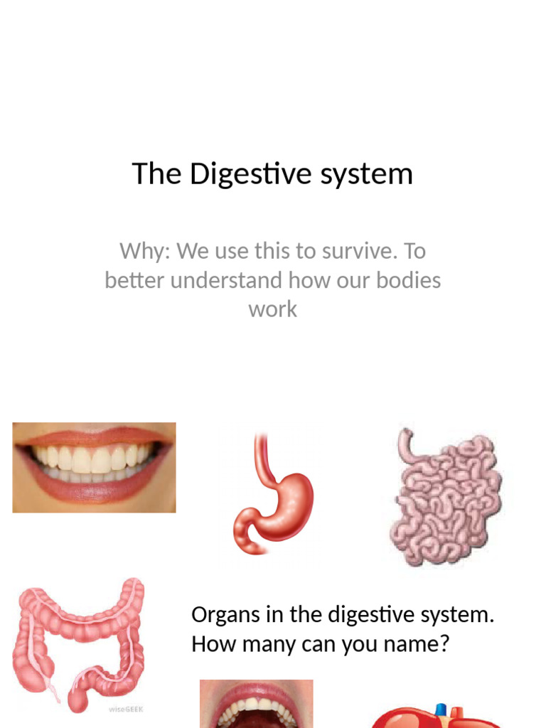 Lesson 5 Digestive System | PDF