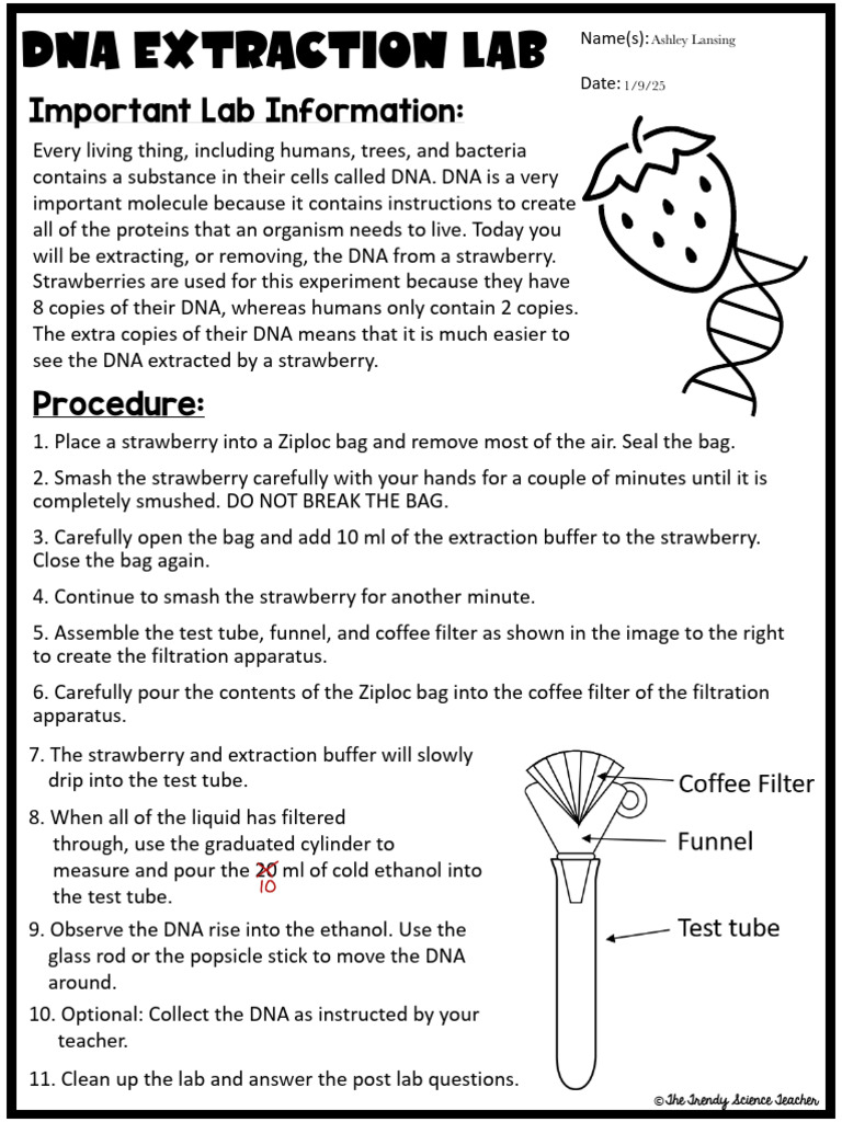 DNA Extraction Lab - Student | PDF | Filtration | Dna