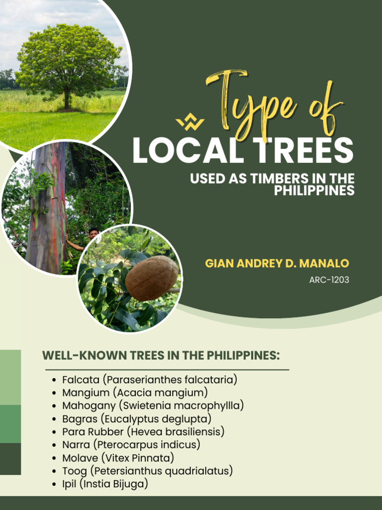 Common Timber Trees in the Philippines | PDF | Wood | Trees