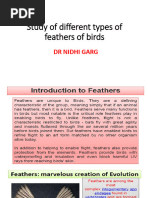 Apologia Flying Creatures CH 3 | PDF | Feather | Dinosauriforms