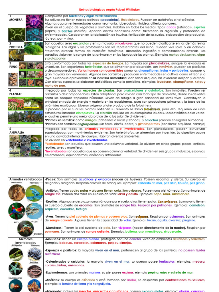 Reinos Biológicos: Clasificación y Características | PDF | Plantas ...