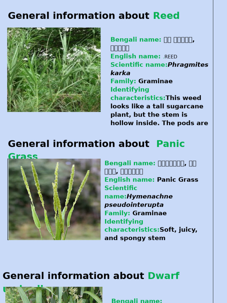 Weed Ppt+Soil Science | PDF | Leaf | Botany