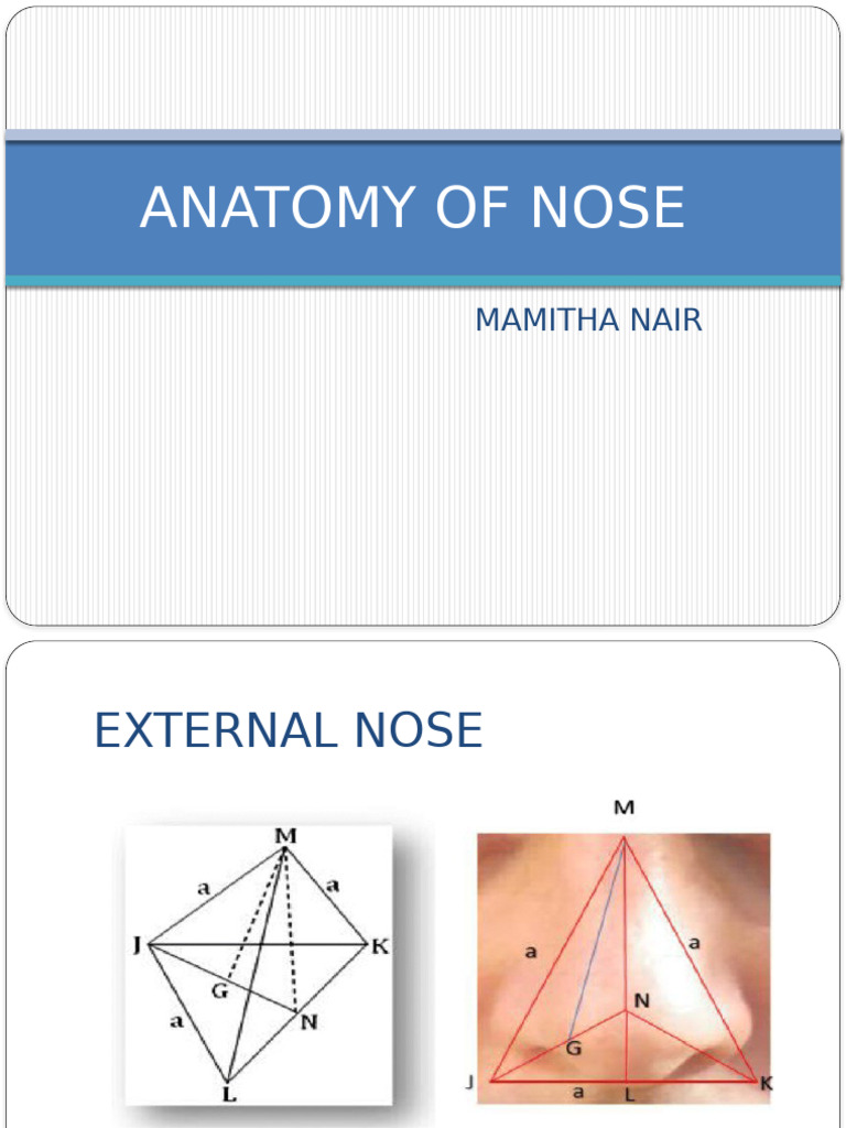 Anatomy of Nose 1 | PDF | Human Nose | Respiratory System