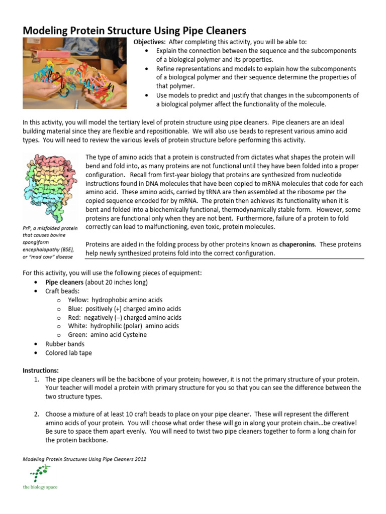 Modeling Protein Structures Using Pipe Cleaners | PDF | Proteins ...