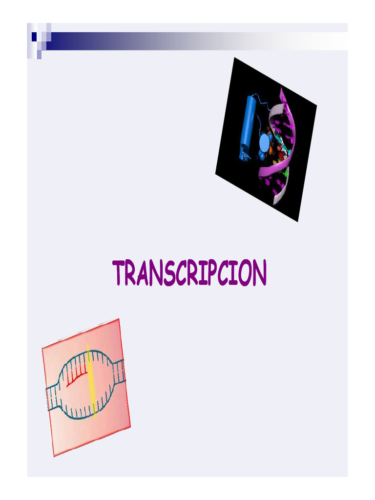 Transcripción y Maduración del ARN | PDF | Rna | Codigo genetico