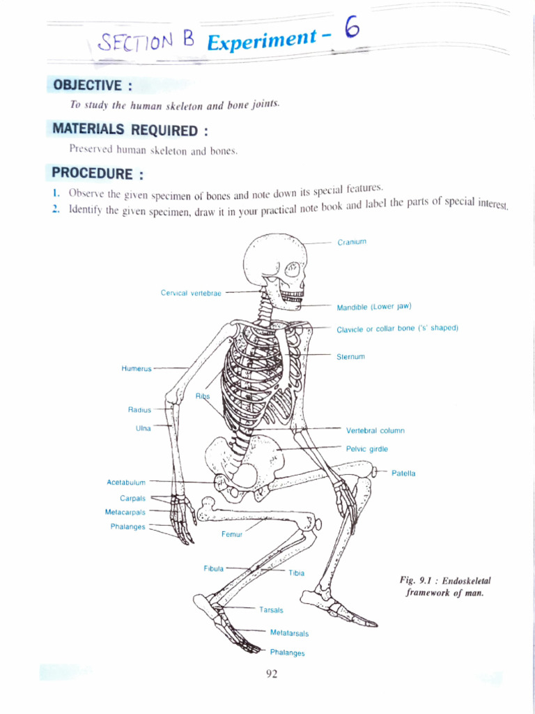 11 Bio Practical Sec B Ex 6 | PDF | Musculoskeletal System | Limbs ...