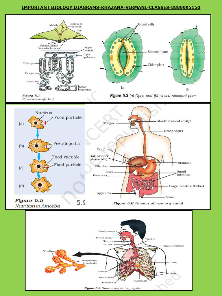 VC Bio Diag Khazana | PDF