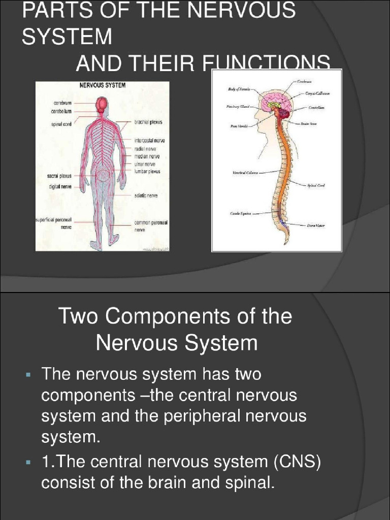 Parts of The Nervous System | PDF