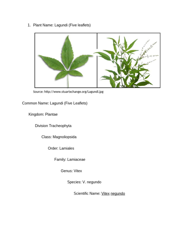 Medicinal Plants | PDF | Leaf