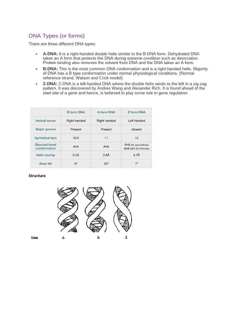 Types of DNA | PDF