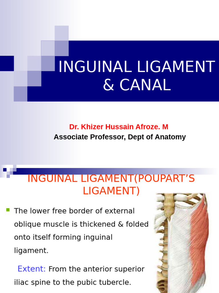 Inguinal Ligament & Canal | PDF | Musculoskeletal System