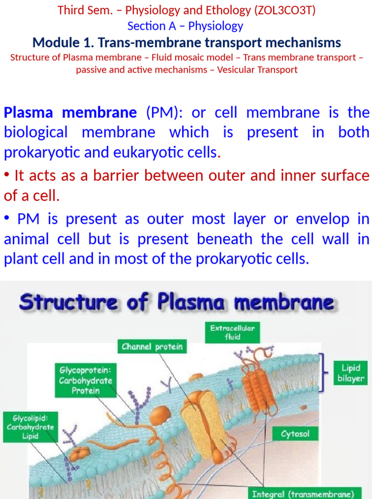 Plasma Membrane Presentation | PDF | Cell Membrane | Cell (Biology)