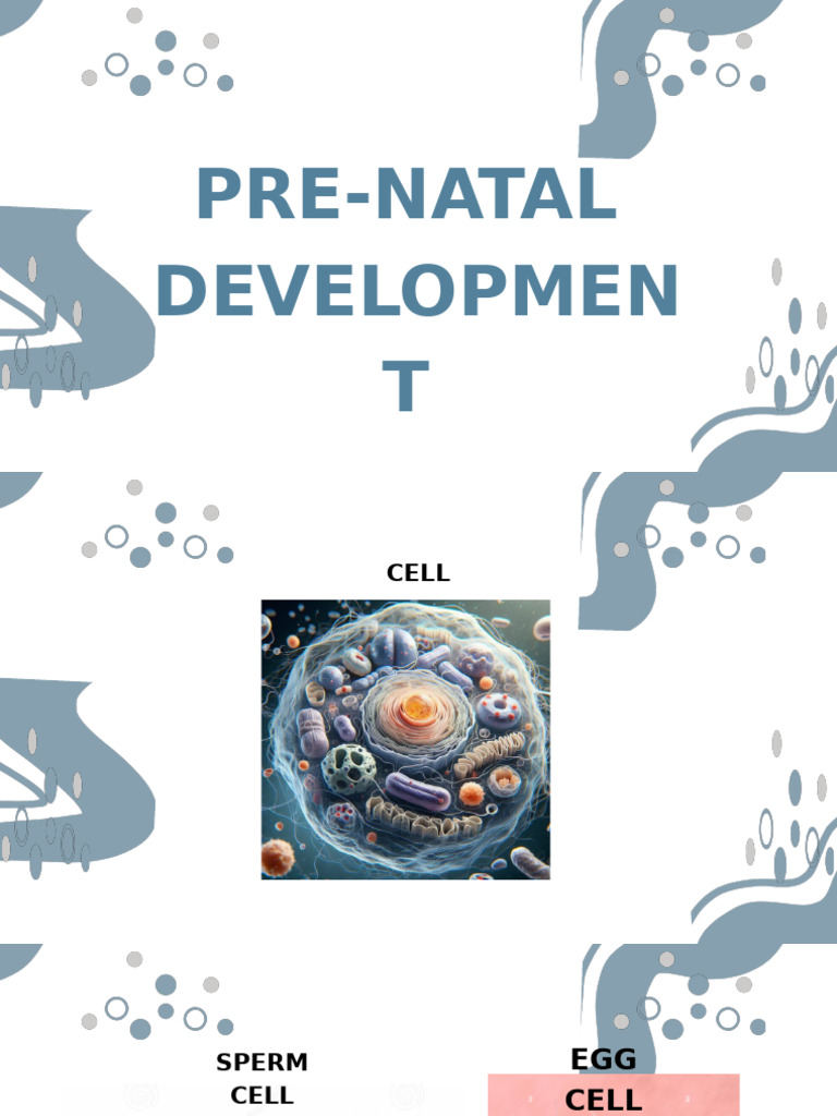 Prenatal Development | PDF