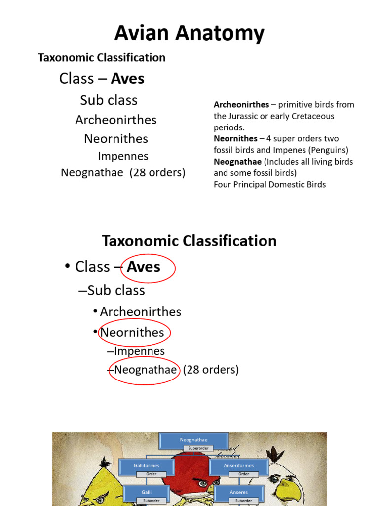 Avian Anatomy for Ornithologists | PDF | Feather | Beak