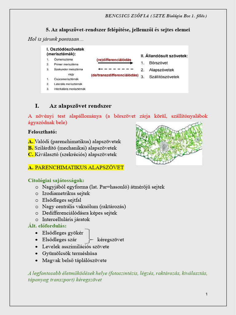 5 Az Alapszövet-Rendszer Felépítése, Jellemzői És - 250117 - 191435 | PDF