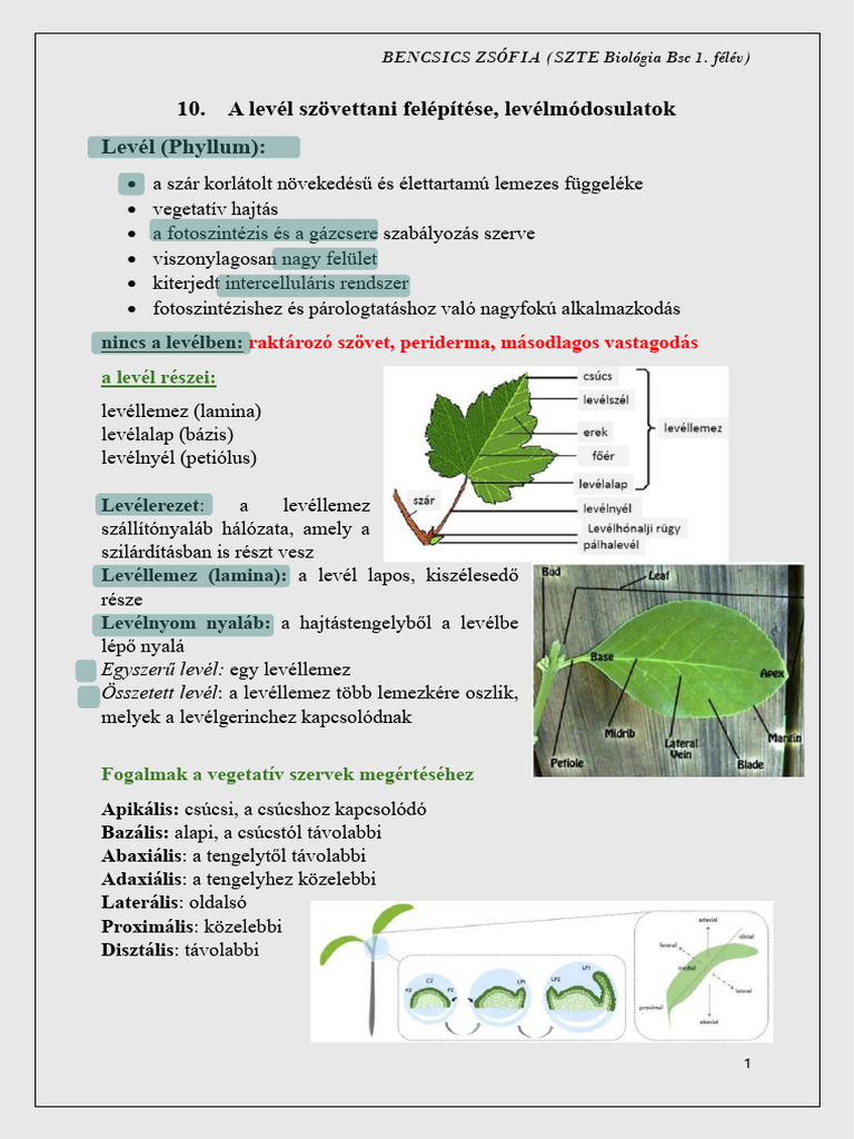 10 A Levél Szövettani Felépítése, Levélmódosulato - 250126 - 085137 | PDF