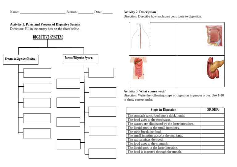 Activity Digestive System | PDF