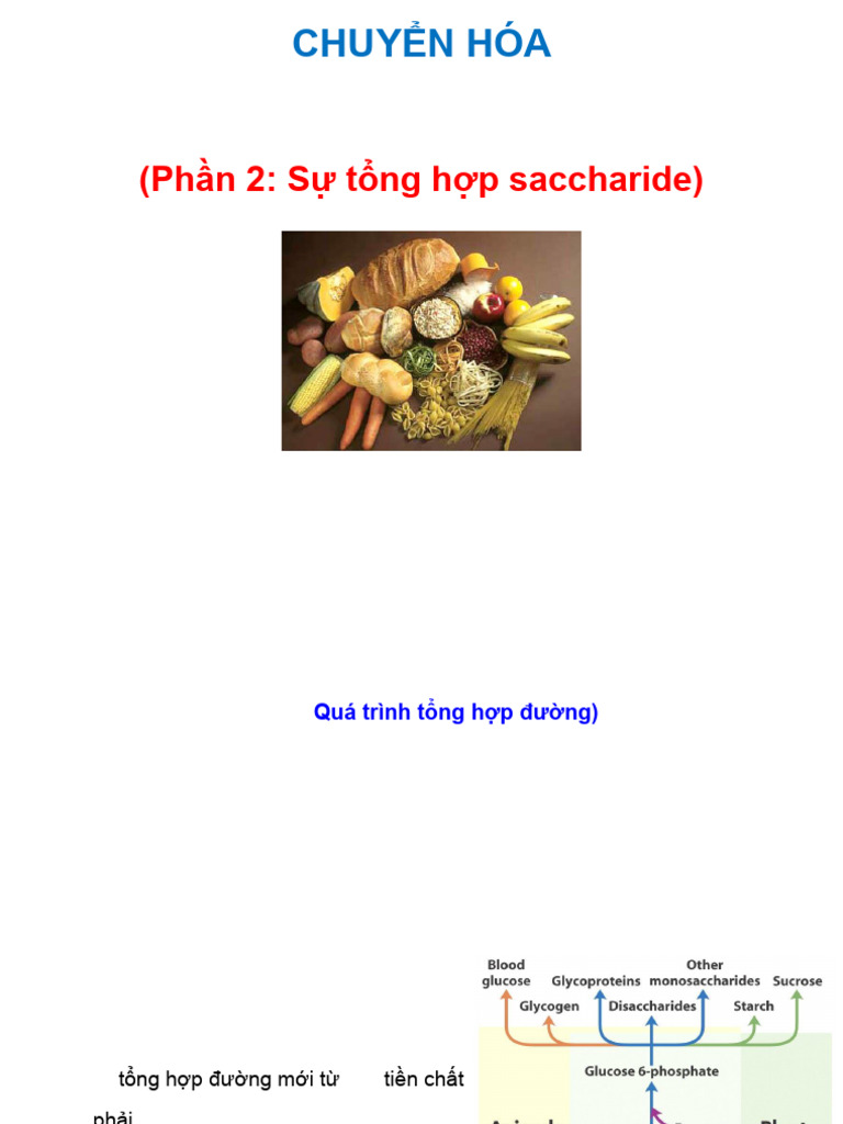 Chương 6 - Chuyển hóa carbohydrate II - 2024 - handout | PDF