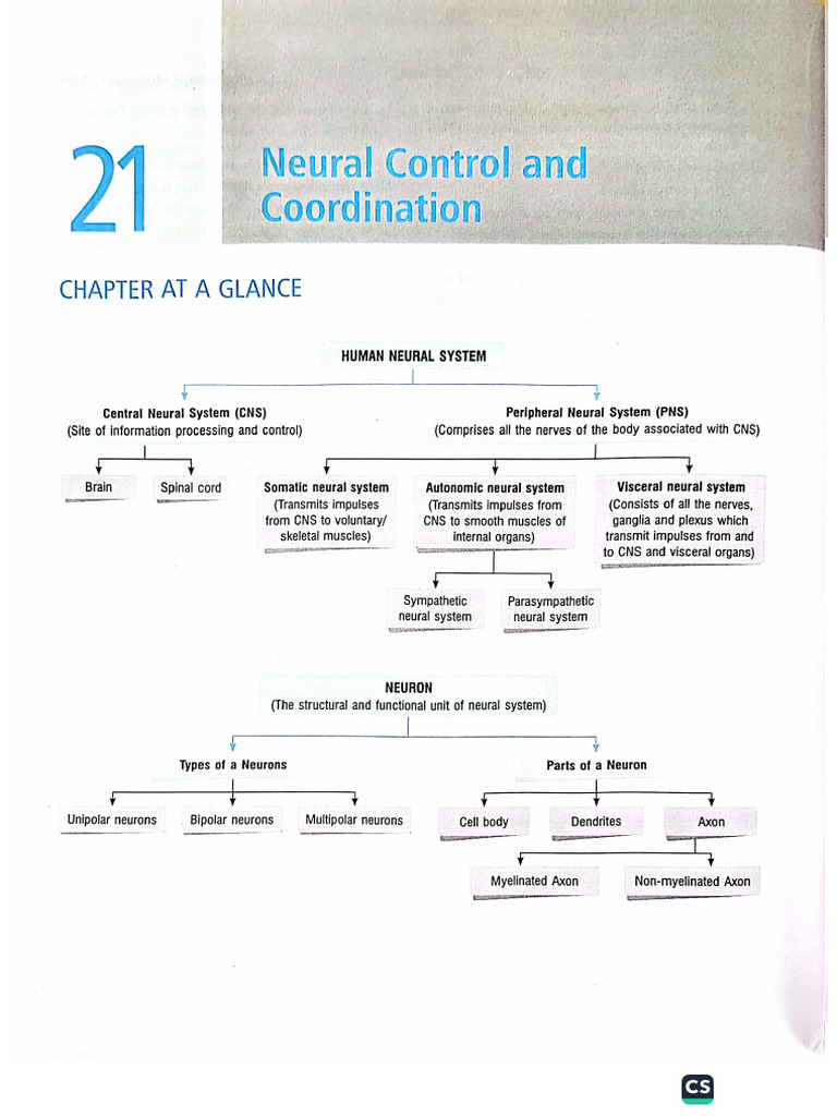 Neural Control and Coordination | PDF