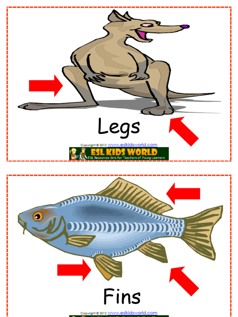Animal Body Parts Flashcards | PDF