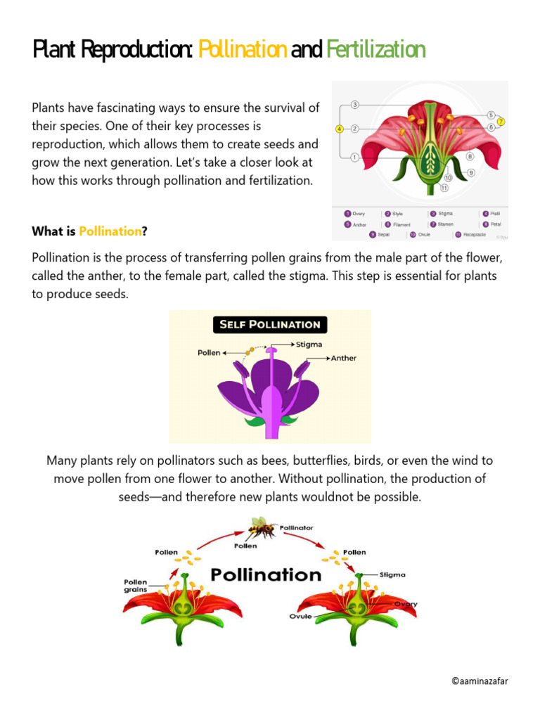 Plant Reproduction: Pollination & Fertilization | PDF