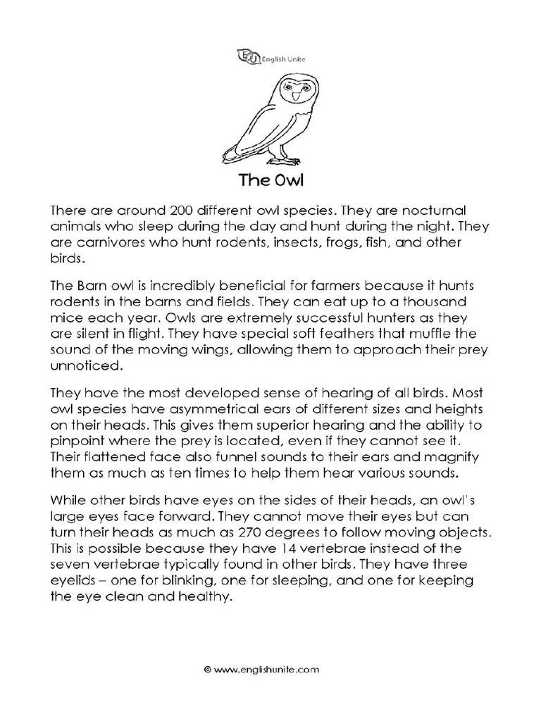 Owl | PDF