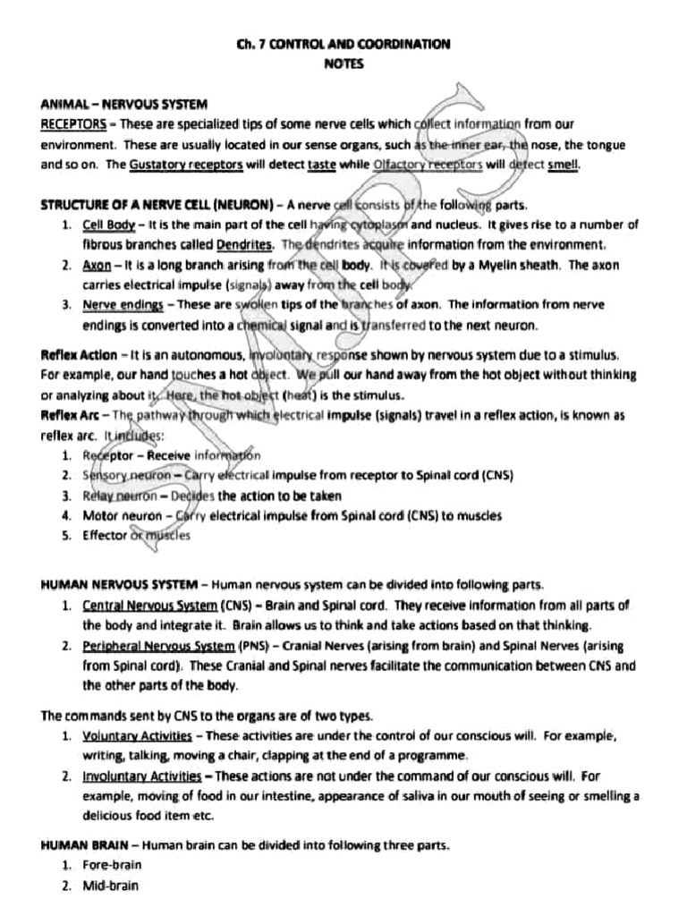Bio Class 10 CH 6,7,8 Notes Smjps | PDF | Hormone | Nerve