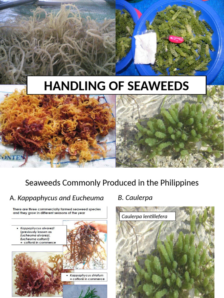 Handling of Seaweeds | PDF