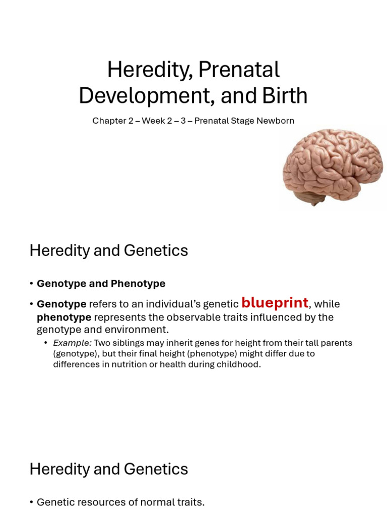 Chapter 2 - Week 2 and Week 3 - Heredity, Prenatal Development, and ...