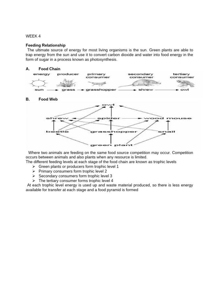 WEEK 4_Feeding Relationship | PDF