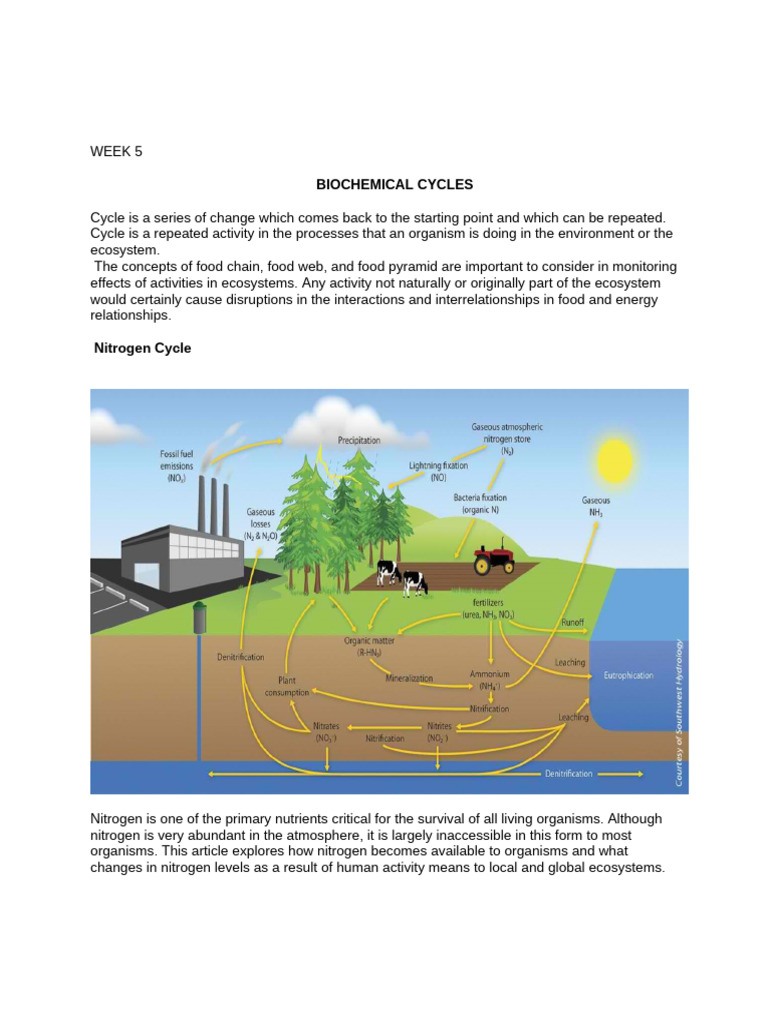 WEEK 5 - Biochemical Cycles | PDF | Ecosystem | Water Cycle