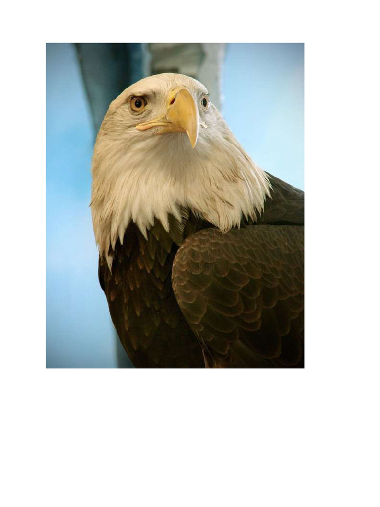 Eagle | PDF