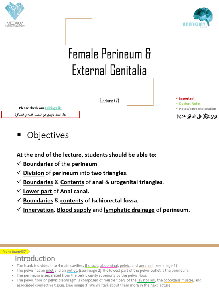 2 - Female Perineum & External Genitalia | PDF | Pelvis | Vagina