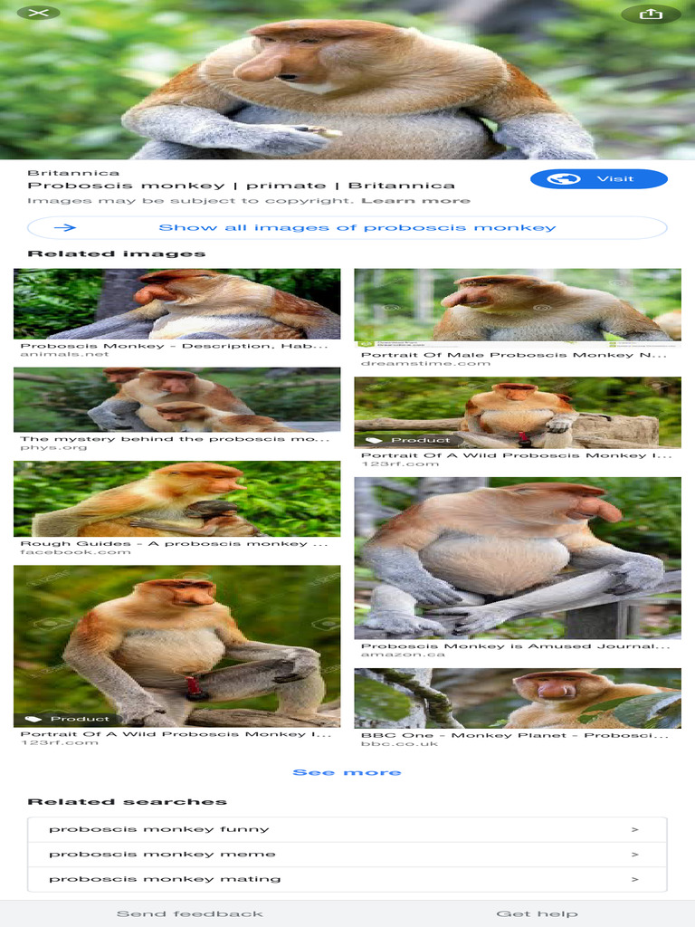 Probosis Monkey - Google Search | PDF | Monkey | Primate Taxonomy