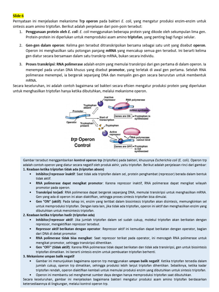 Mekanisme Operon Trp dan Lac E. coli | PDF