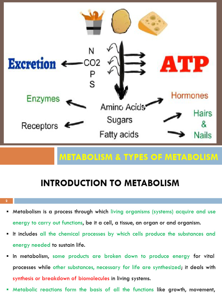1. Introduction to metabolism and types | PDF | Metabolism | Lipid