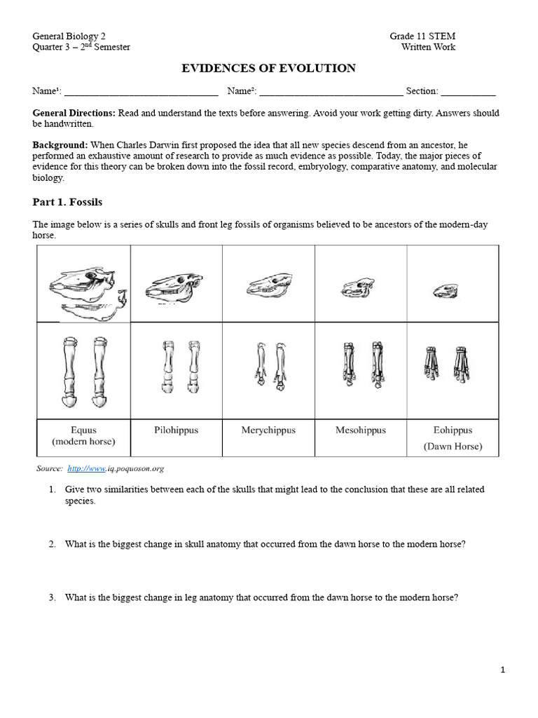 Evidences-of-Evolution-Worksheet | PDF | Evolution | Biology
