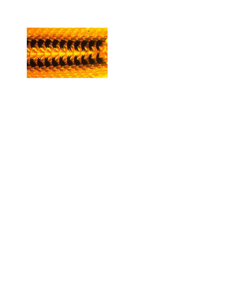 Honey Bee Teeth | PDF