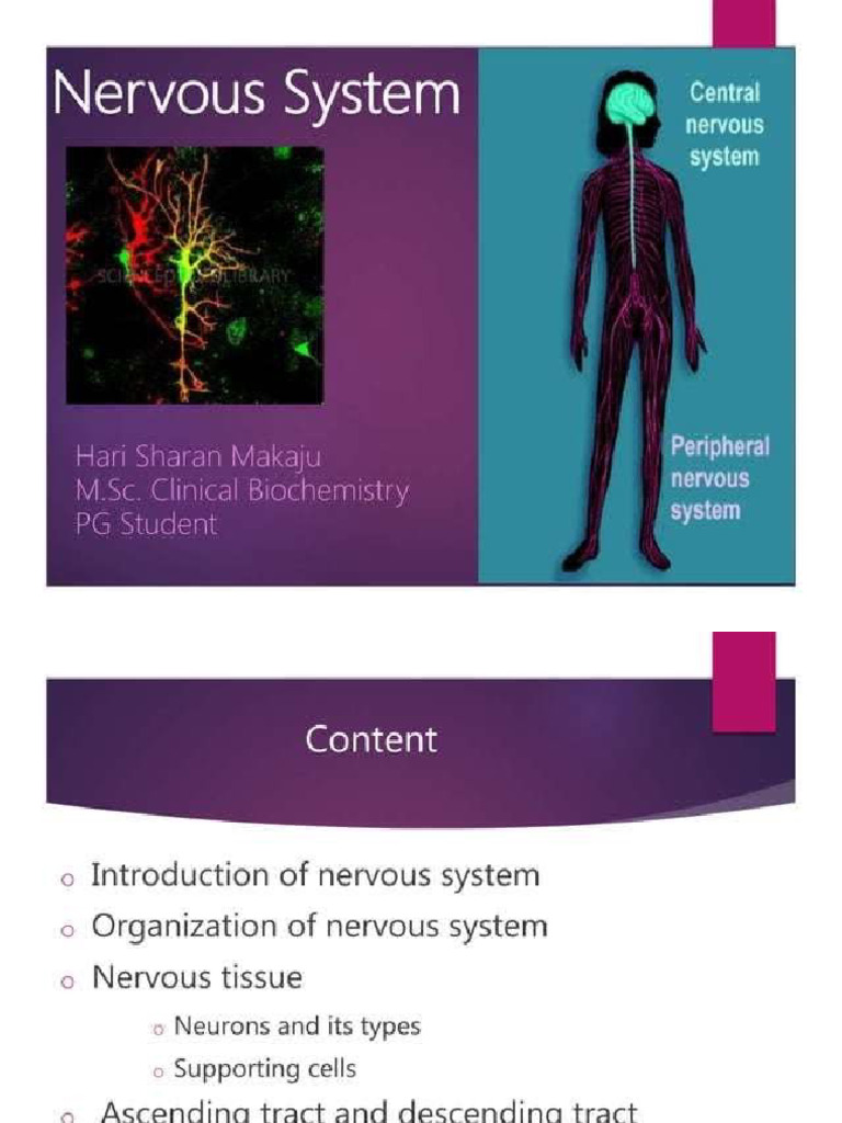 Nervous System 2 | PDF