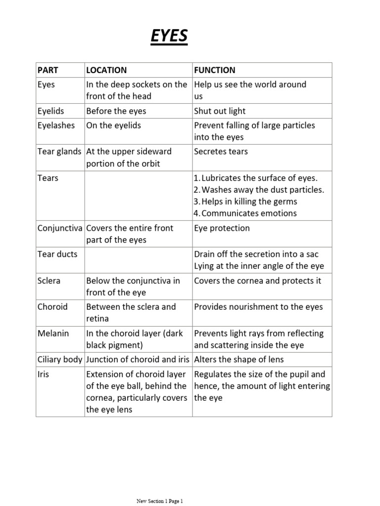 BIO CH-11 | PDF | Ear | Human Eye