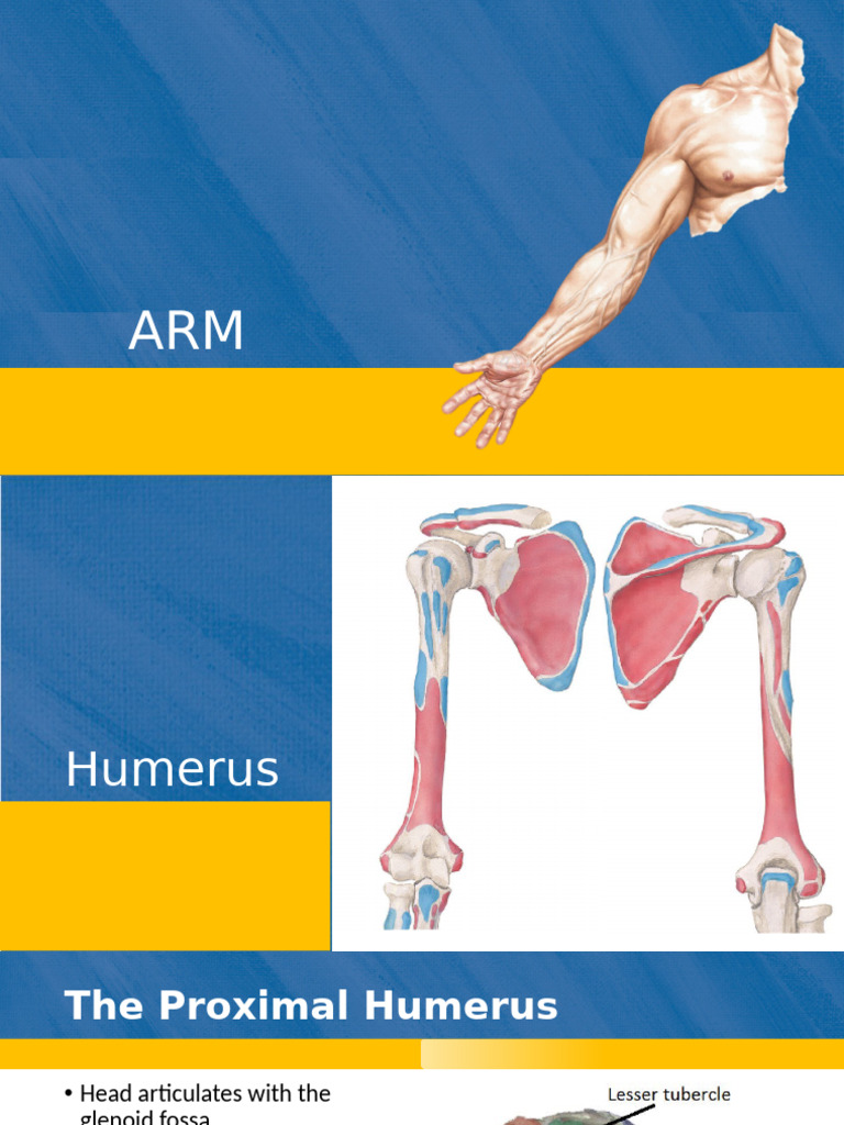 2. Arm | PDF | Arm | Elbow